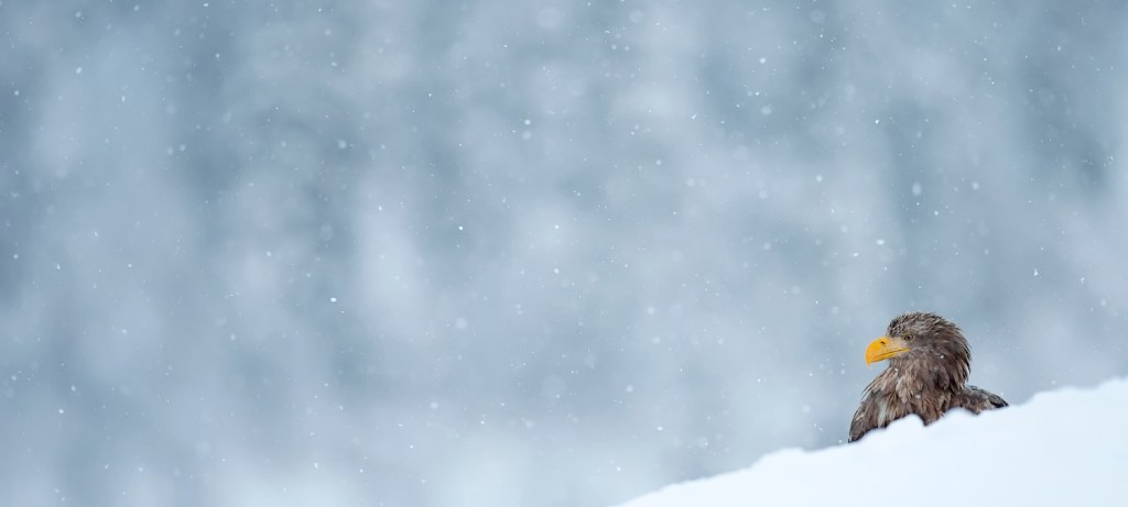 Must Employees Get Paid During Bad Weather Closures? – New Wind ...